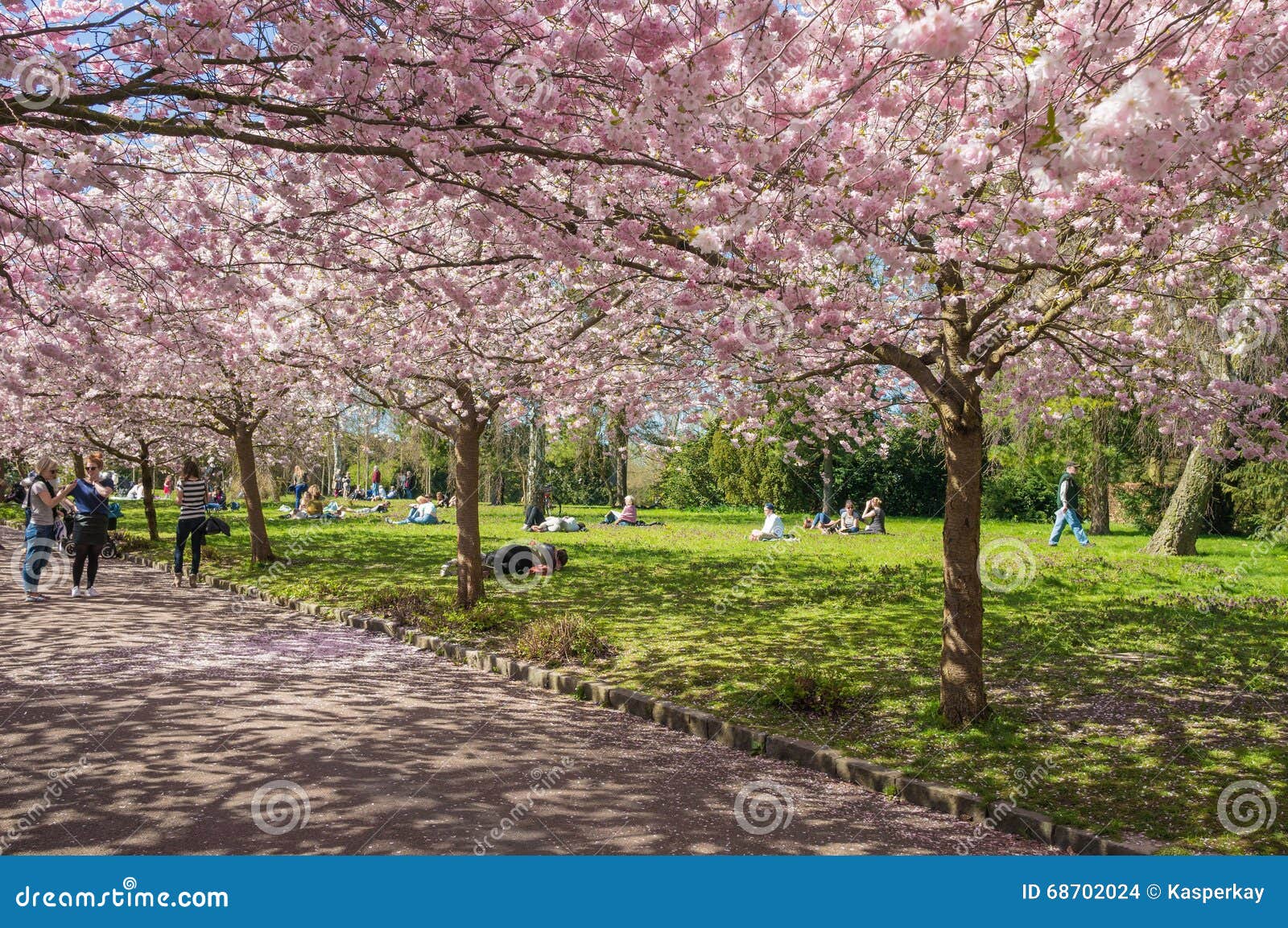 Chinese cherry tree editorial stock image. Image of event - 68702024