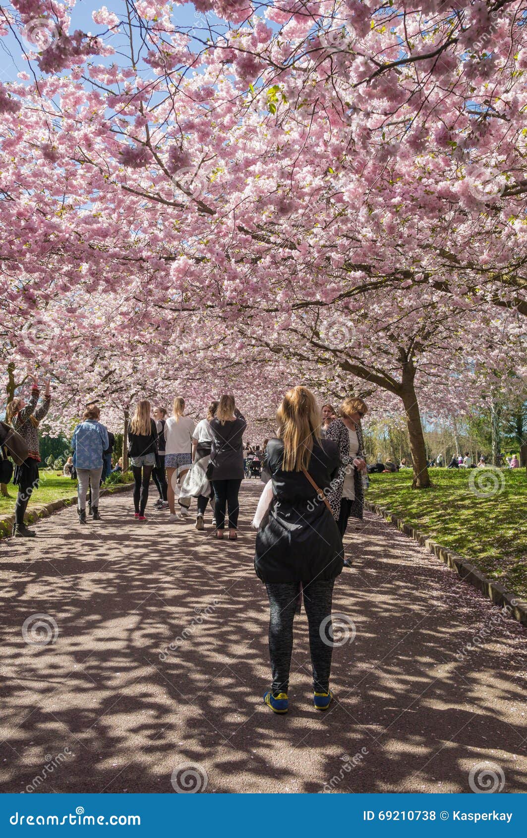 Chinese cherry tree editorial stock photo. Image of april - 69210738