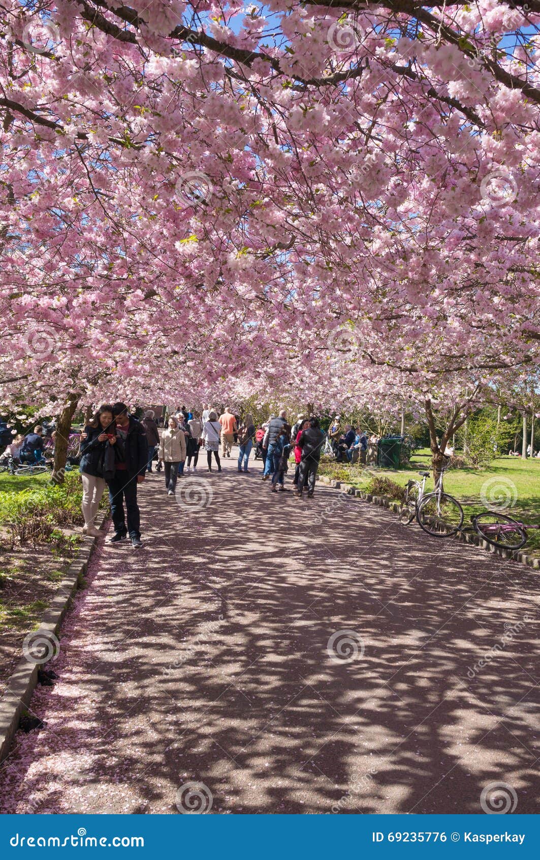 Chinese cherry tree editorial photo. Image of cute, chokecherr - 69235776