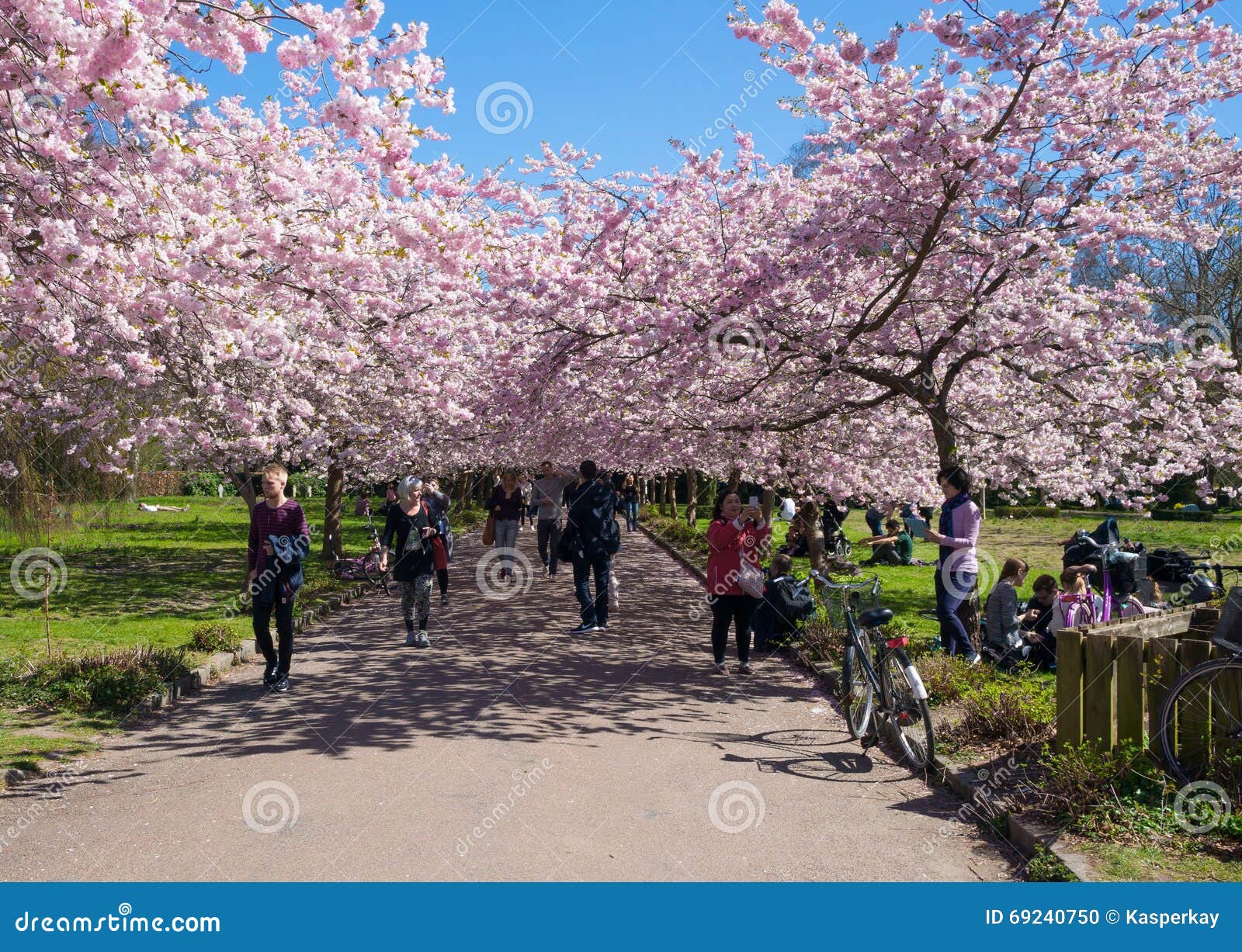 Chinese cherry tree editorial image. Image of graduates - 69240750