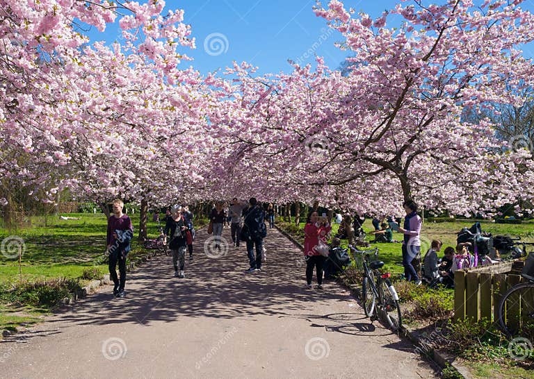 Chinese cherry tree editorial image. Image of graduates - 69240750