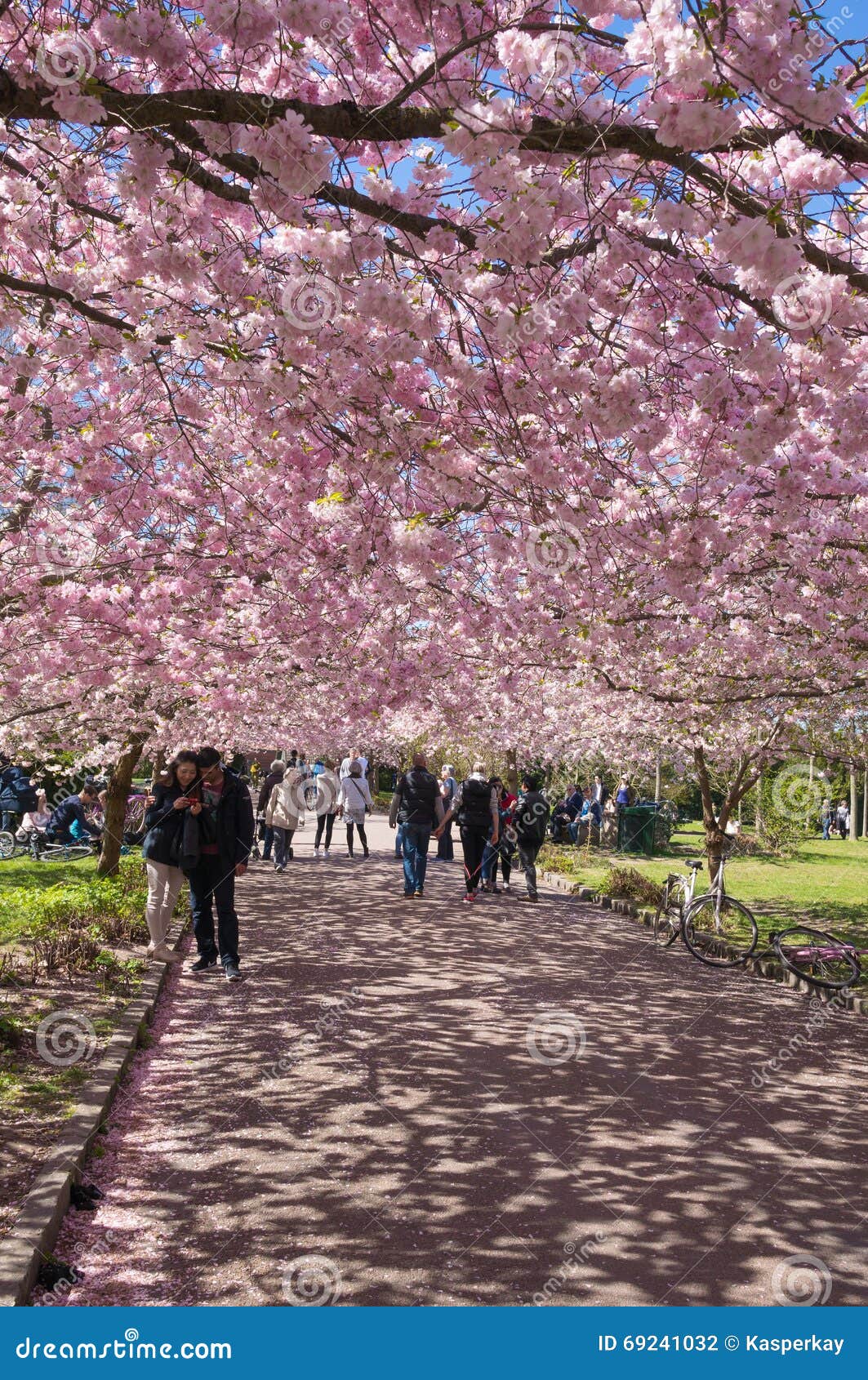 Chinese cherry tree editorial photography. Image of japan - 69241032