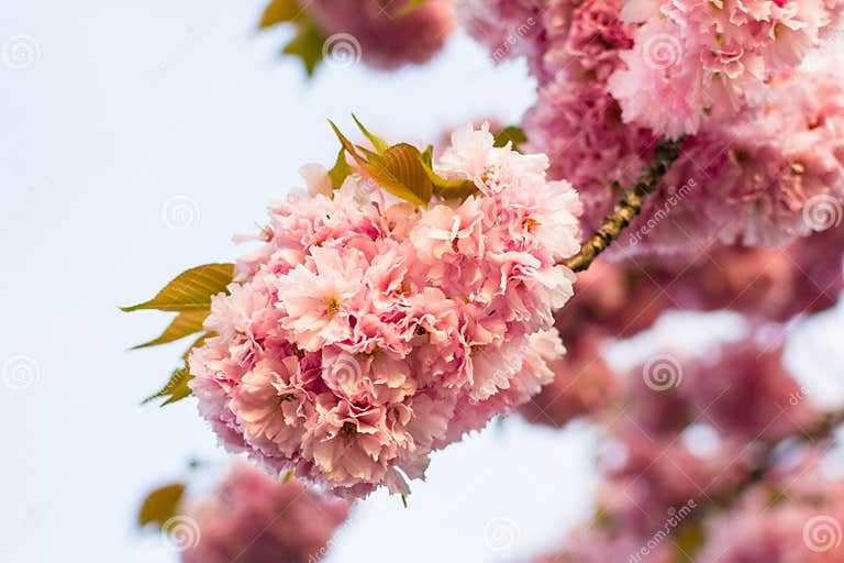 Chinese cherry tree stock image. Image of sunny, spring - 70459615