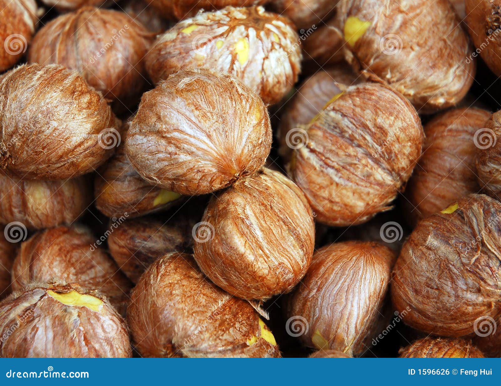Chinese chestnut stock photo. Image of chinese, umber - 1596626