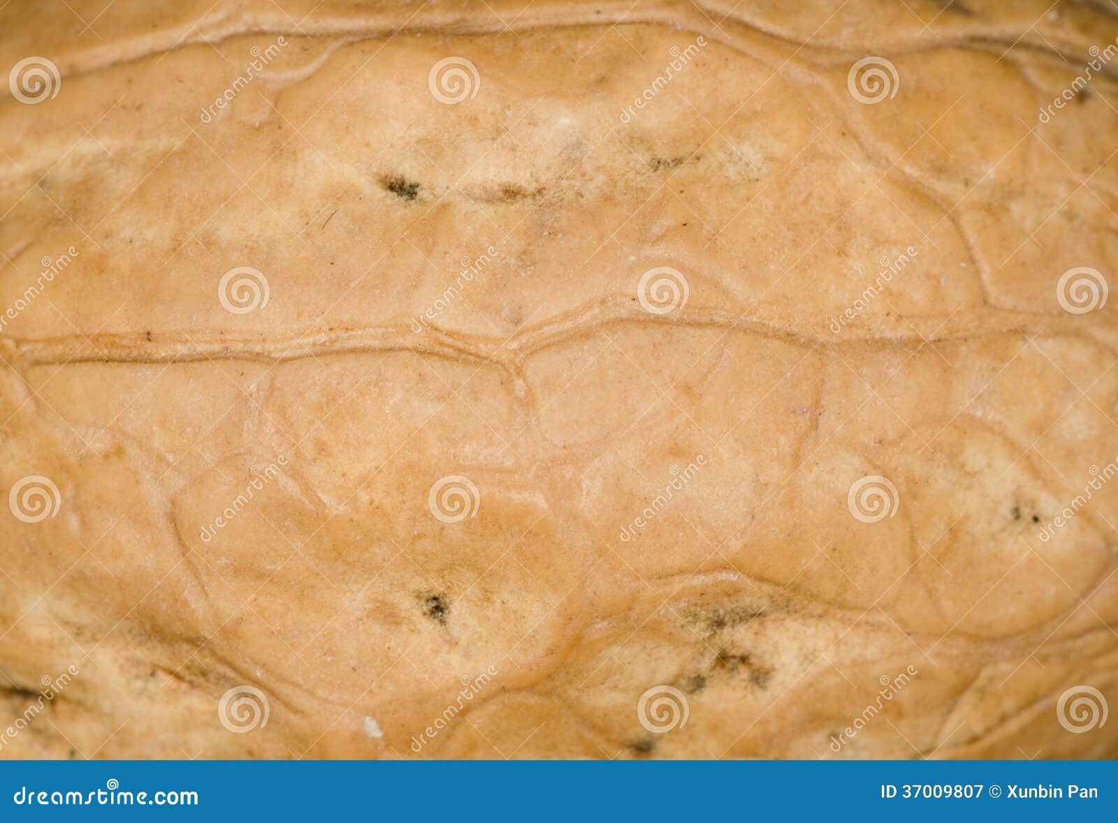 Chinese Chestnut Royalty-Free Stock Photo | CartoonDealer.com #21371517