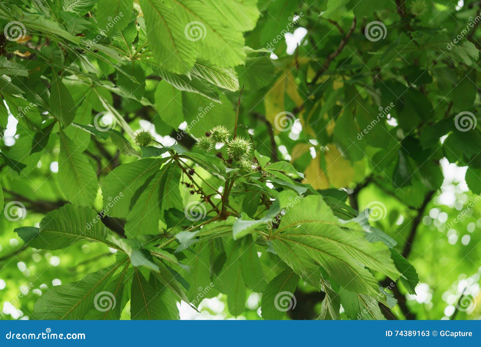 Chinese Chestnut on the Tree Close Up Stock Image - Image of nutrition ...