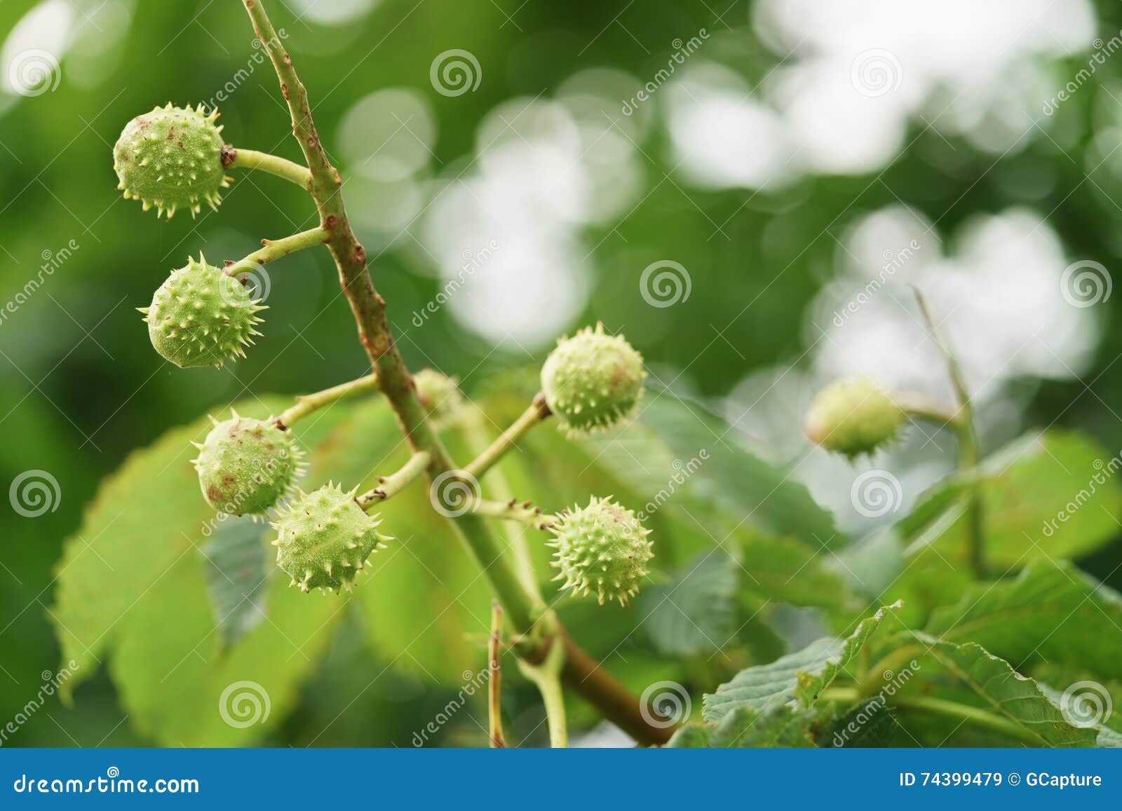 Chinese Chestnut on the Tree Close Up Stock Image - Image of aesculus ...