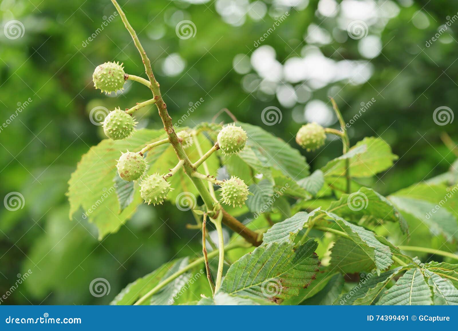 Chinese Chestnut on the Tree Close Up Stock Image - Image of barb ...