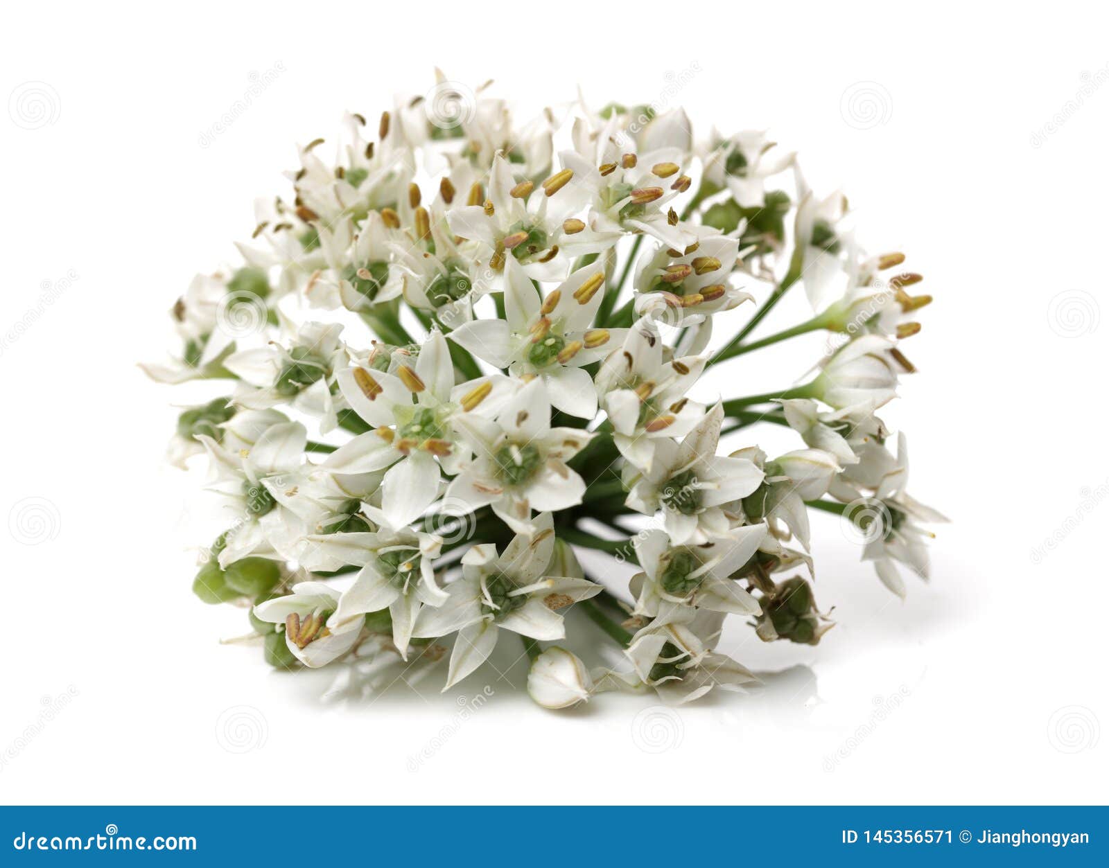 Chinese chive flower stock image. Image of isolated - 145356571