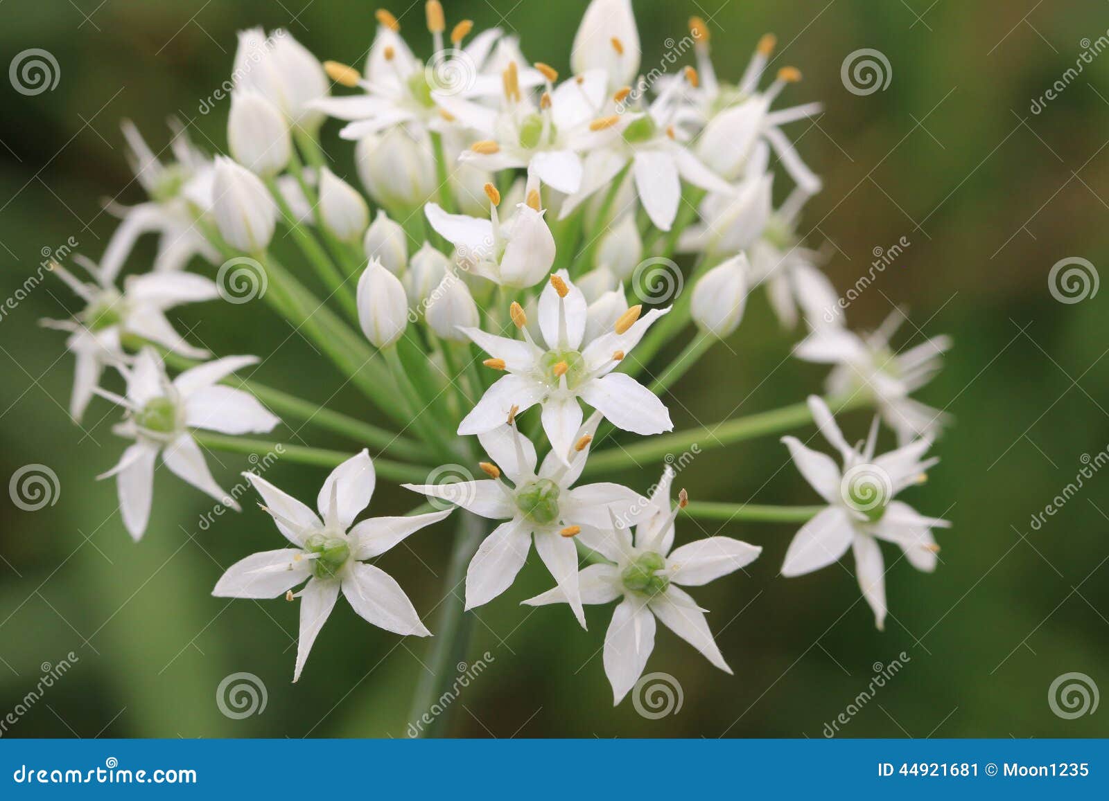 Chinese Chive flowers stock image. Image of blossom, leaf - 44921681