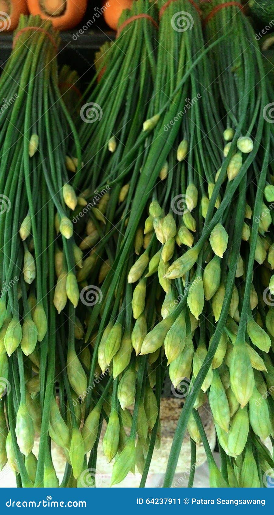 Chinese chive stock image. Image of food, chive, chinese - 64237911