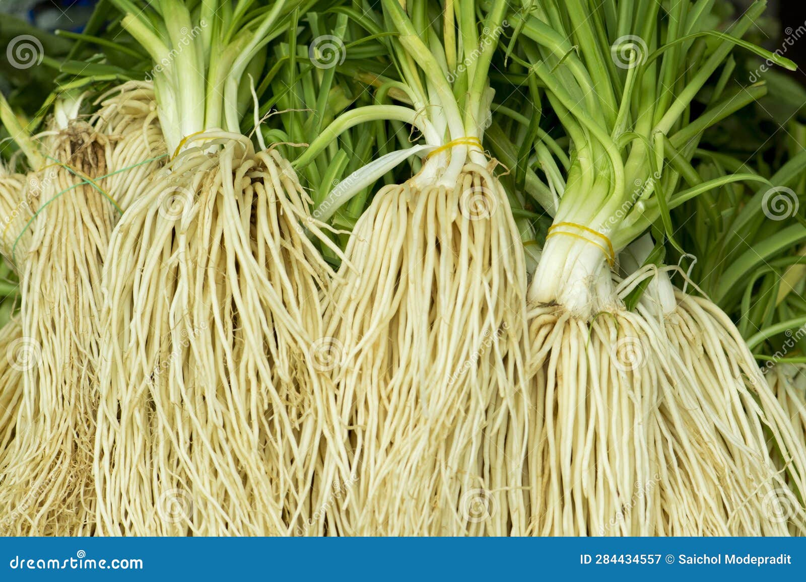 Chinese chives, root stock image. Image of diet, chives - 284434557