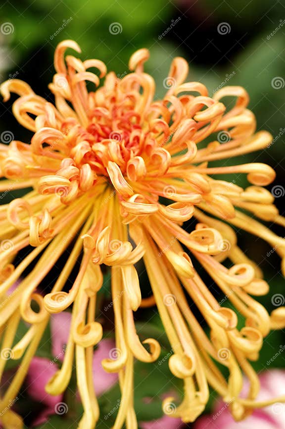 Chinese Chrysanthemum stock photo. Image of chrysanthemum - 5185932