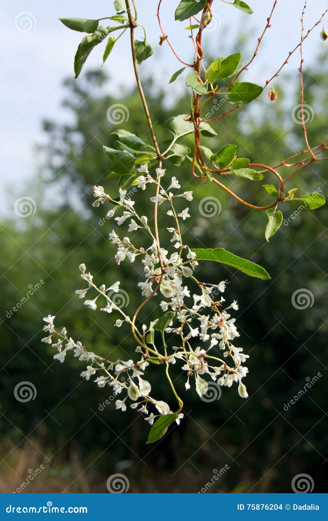 Chinese Clematis, Clematis Orientalis Royalty-Free Stock Photography ...