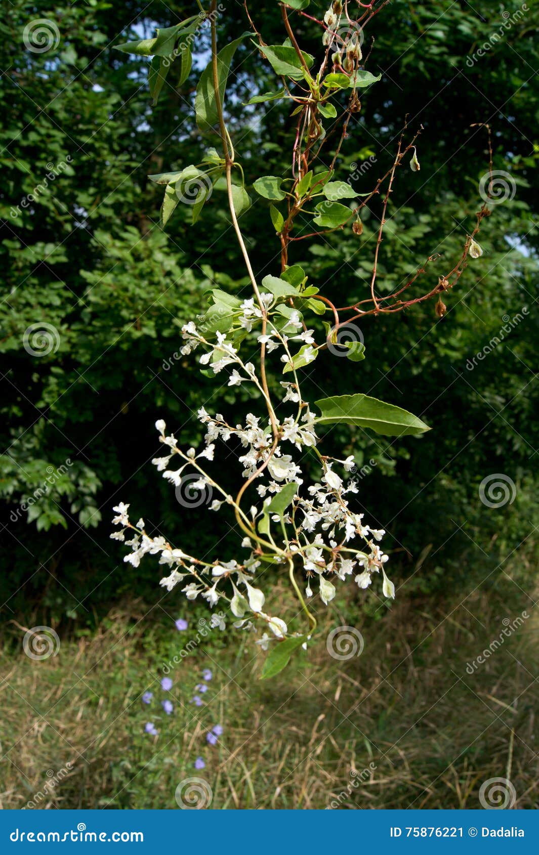 Chinese Clematis, Clematis Orientalis Royalty-Free Stock Photography ...