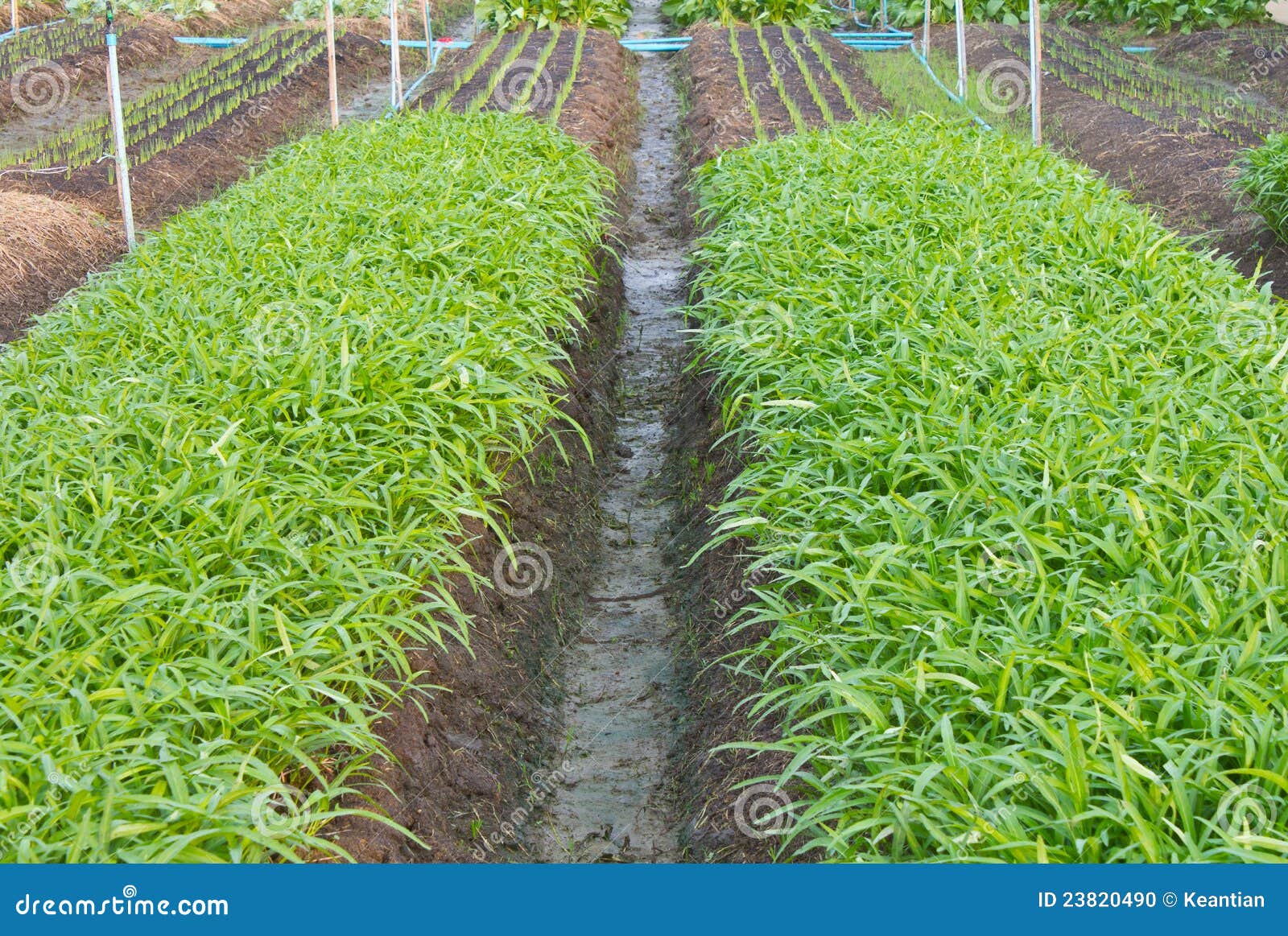 Chinese convolvulus. stock photo. Image of fresh, grow - 23820490