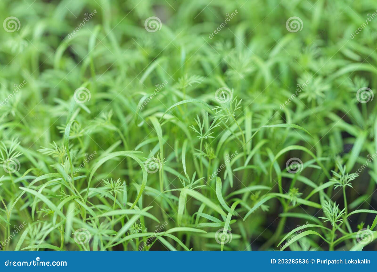 Chinese Coriander and Dill Sprouts Stock Photo - Image of grown, macro ...