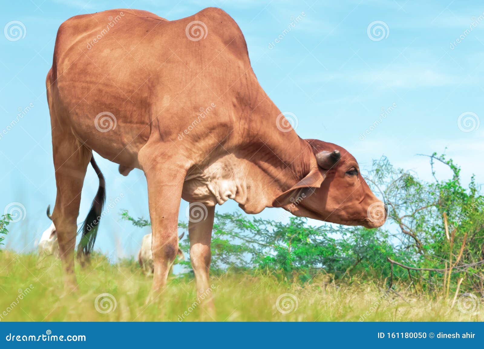 Chinese cow and blue sky stock photo. Image of country - 161180050