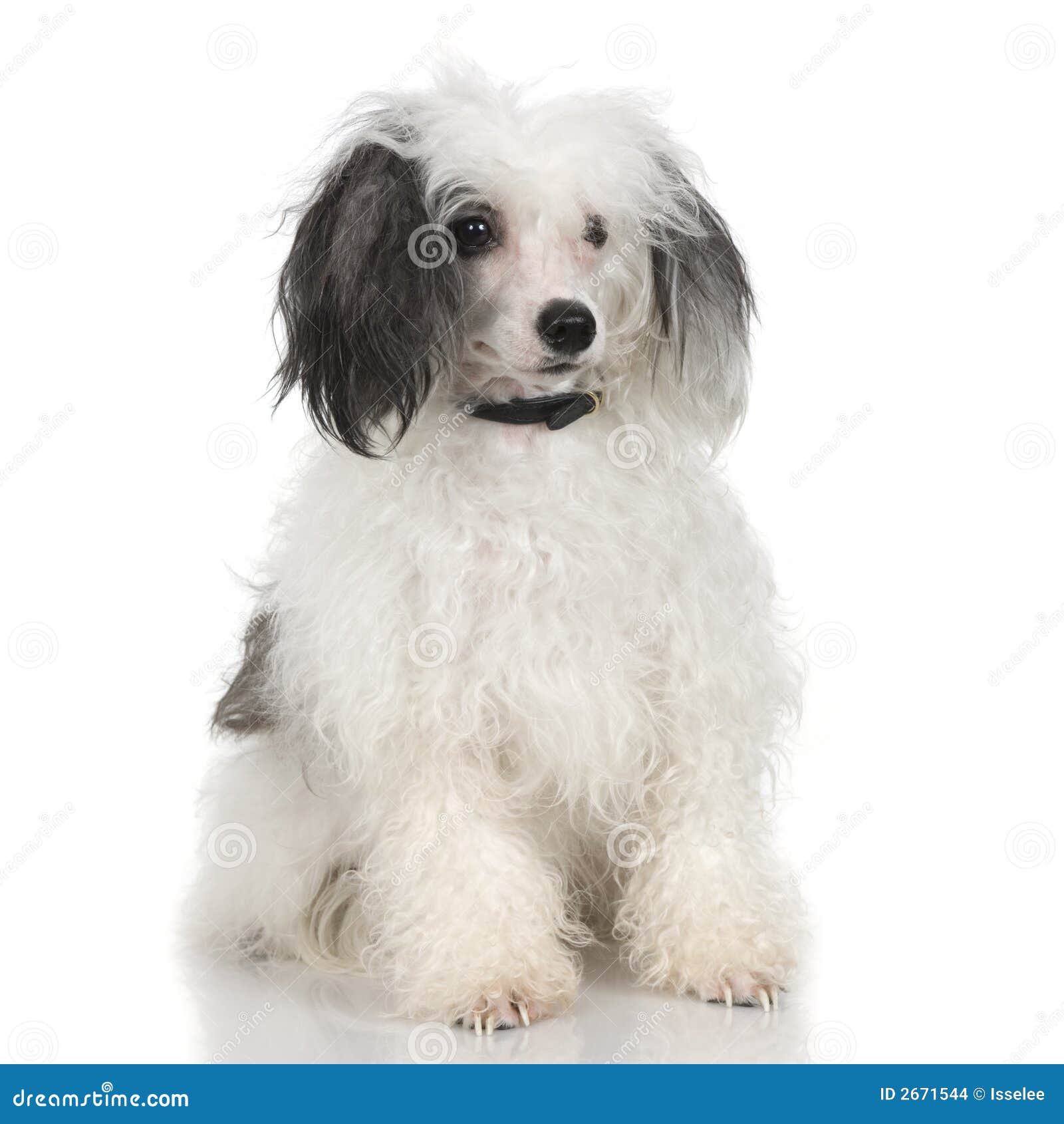 Chinese Crested Dog stock photo. Image of pets, grooming - 2671544