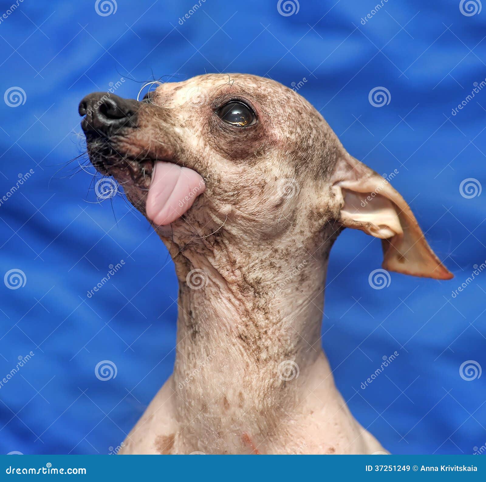Chinese crested dog stock image. Image of pedigree, looking - 37251249