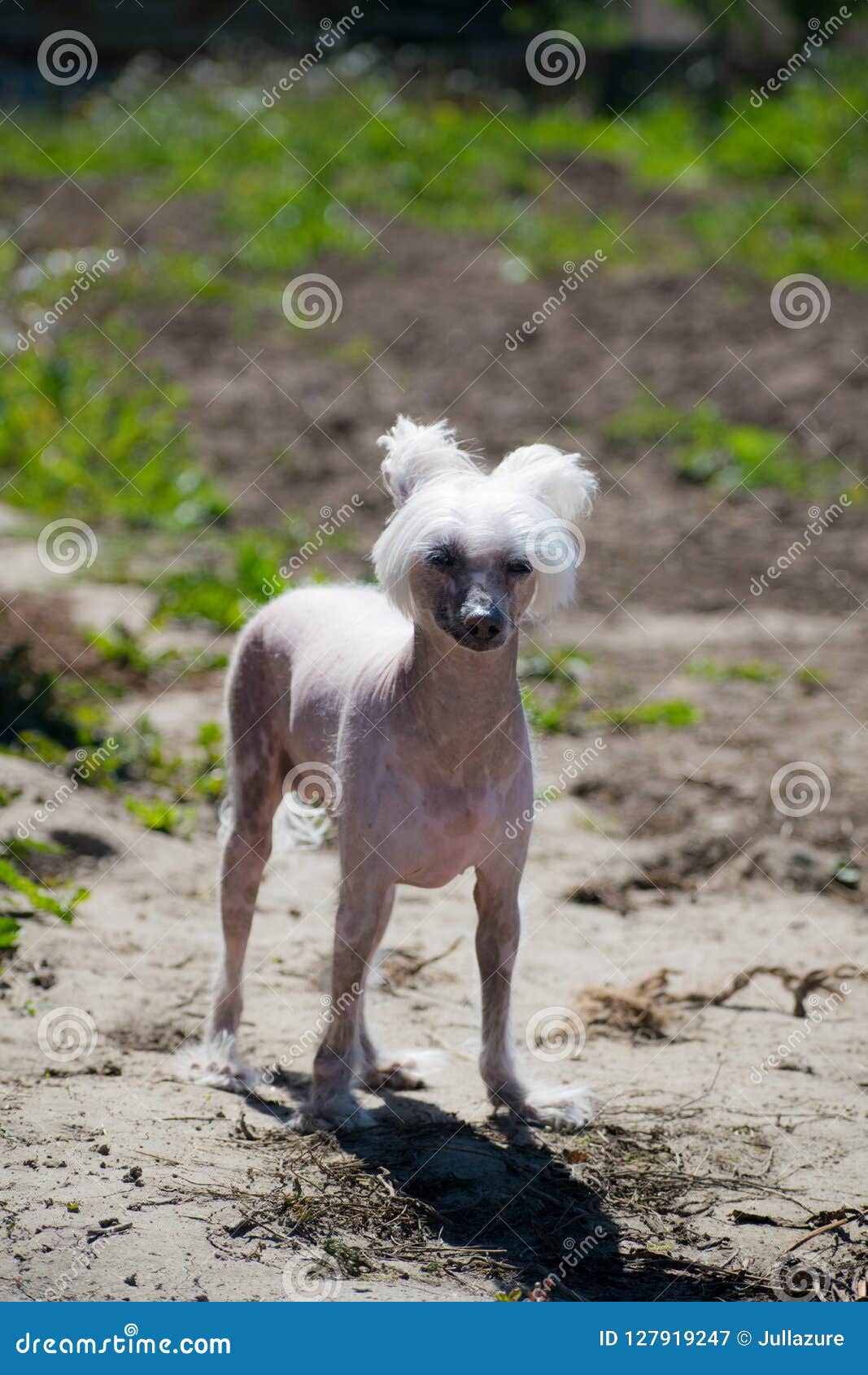 The Chinese Crested Dog, Beautiful Chinese Crested Bald Dog. Dog Lady ...