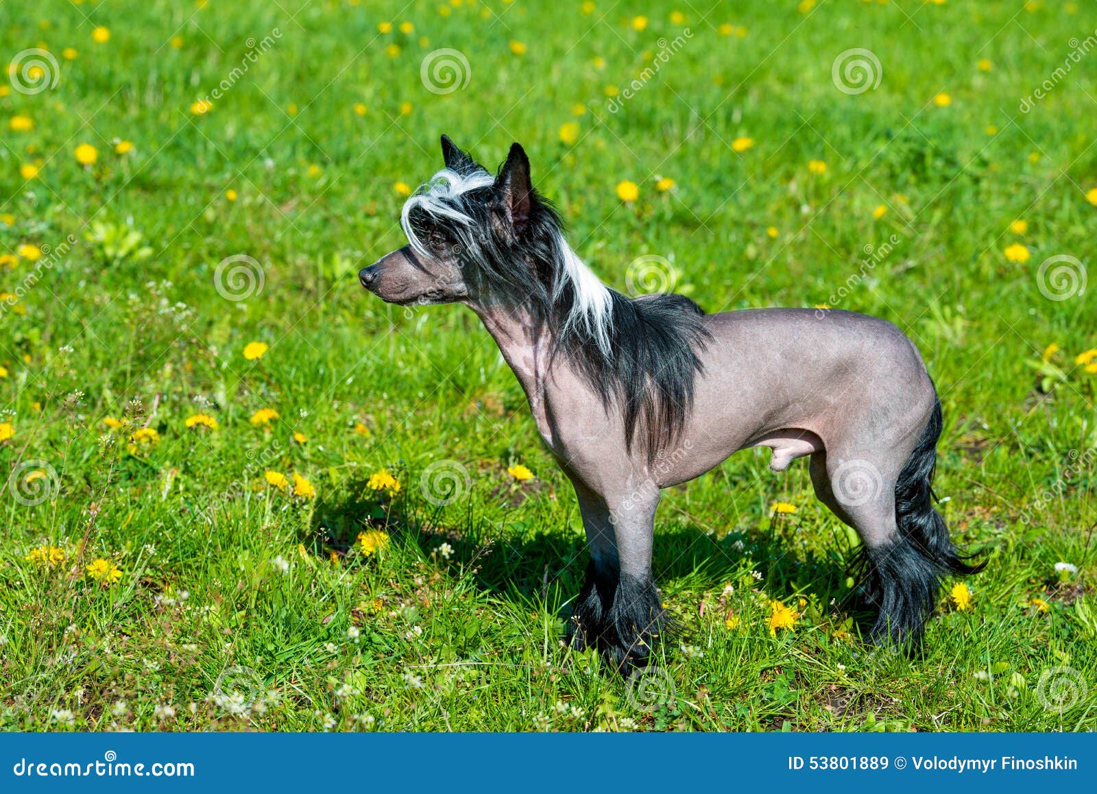 Chinese crested dog black. stock image. Image of socks - 53801889