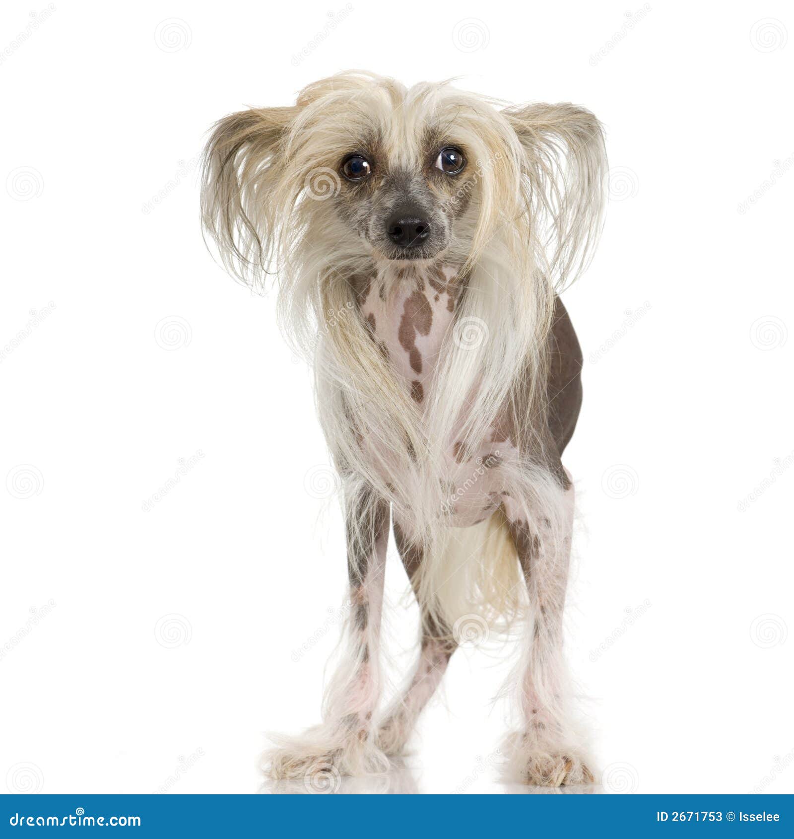 Chinese Crested Dog - Hairless Stock Image - Image of pedigree ...