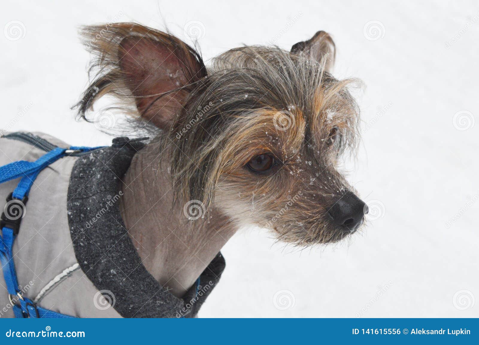 Chinese crested dog. stock photo. Image of manare, light - 141615556