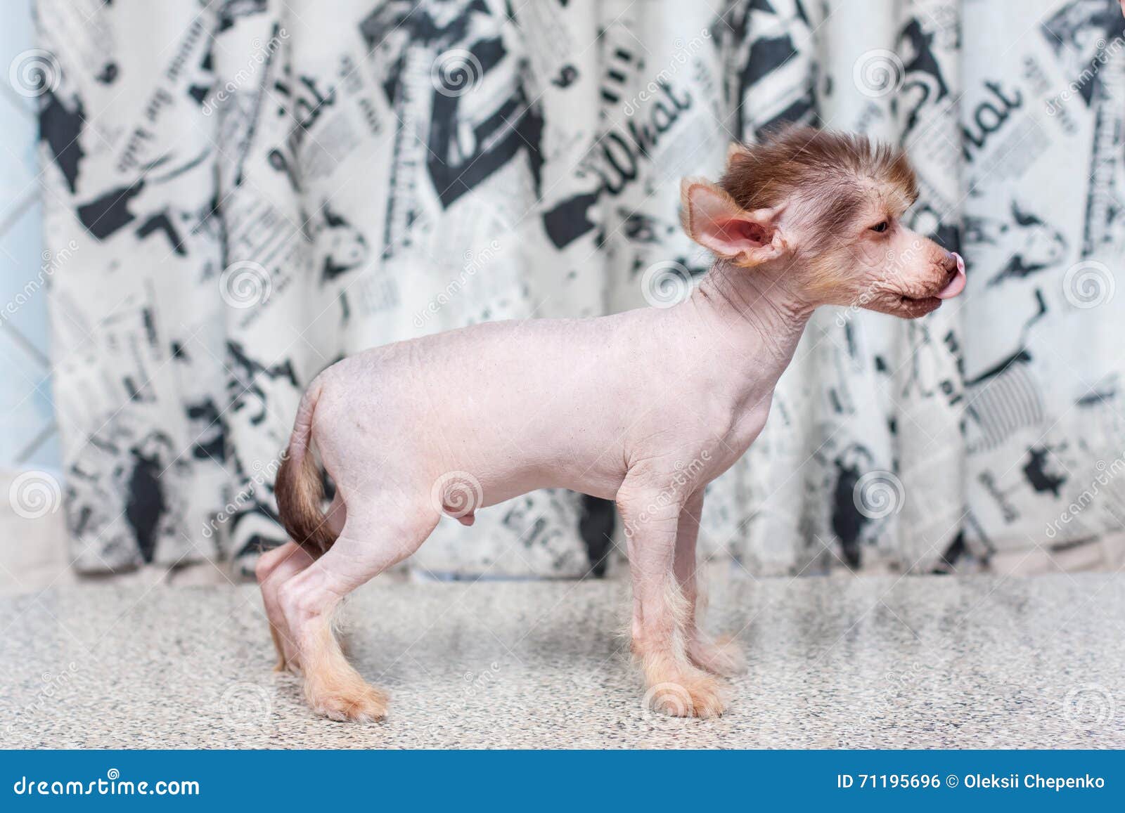 Chinese Crested pappy stock photo. Image of nature, playing - 71195696