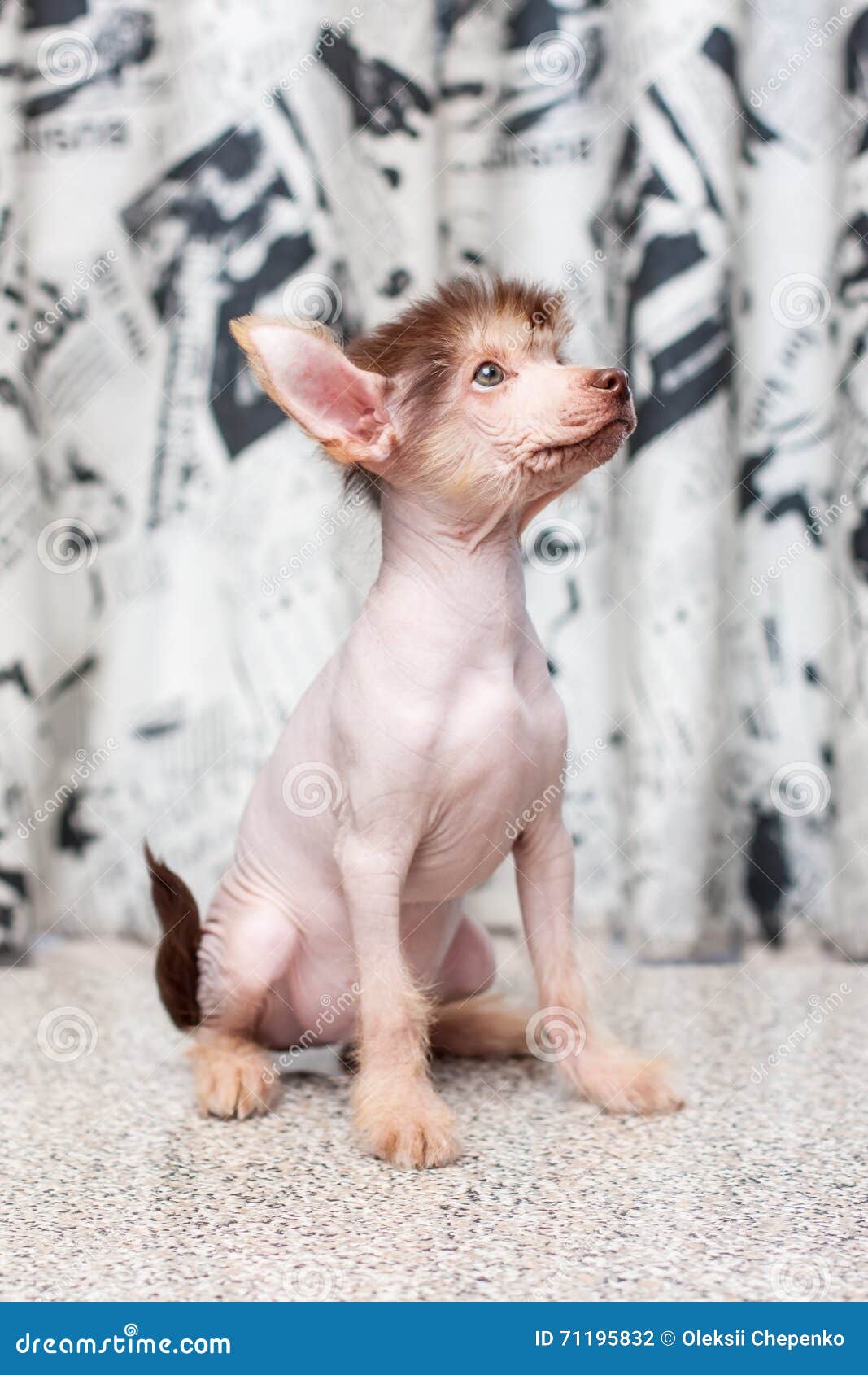 Chinese Crested pappy stock photo. Image of chinese, nature - 71195832