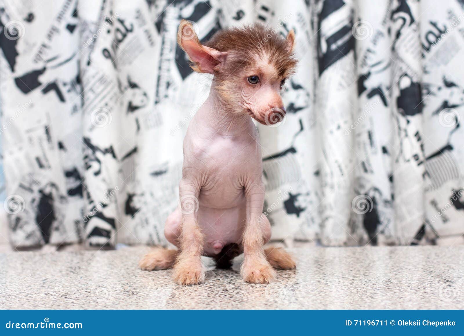 Chinese Crested pappy stock image. Image of nature, hairless - 71196711