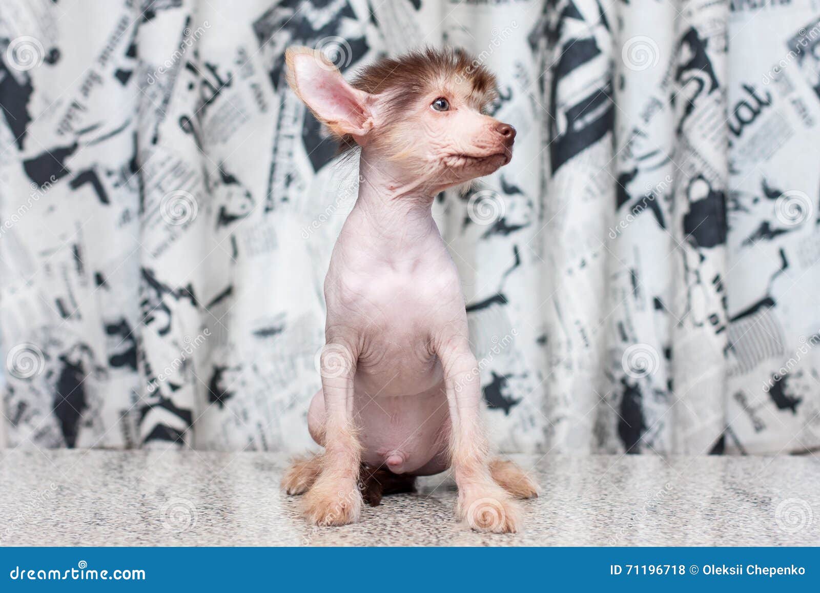 Chinese Crested pappy stock photo. Image of pedigreed - 71196718