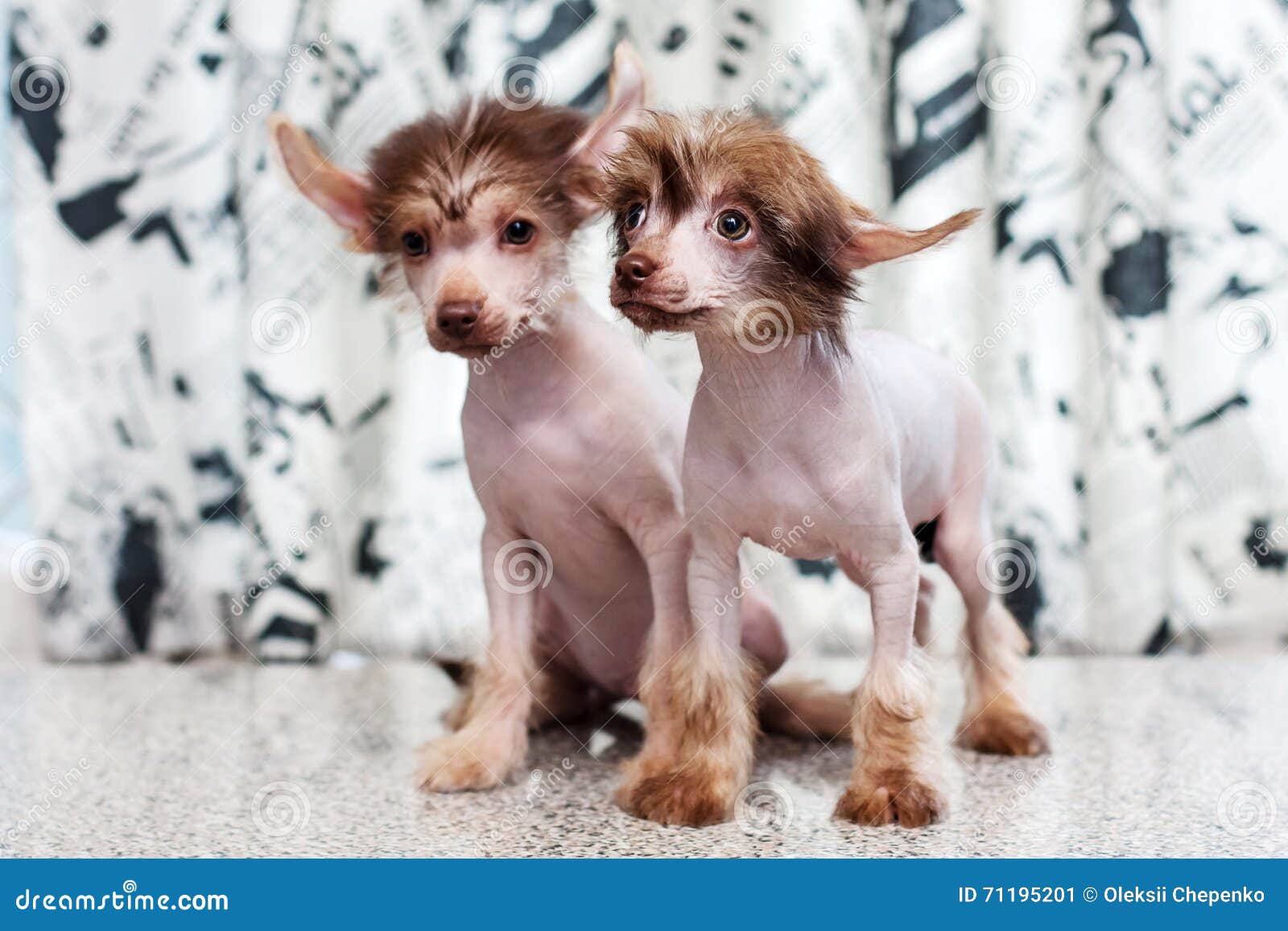 Chinese Crested pappy stock image. Image of crested, bold - 71195201