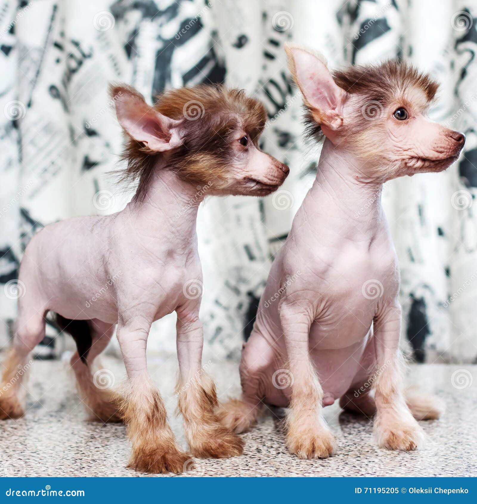 Chinese Crested pappy stock image. Image of powderpuff - 71195205