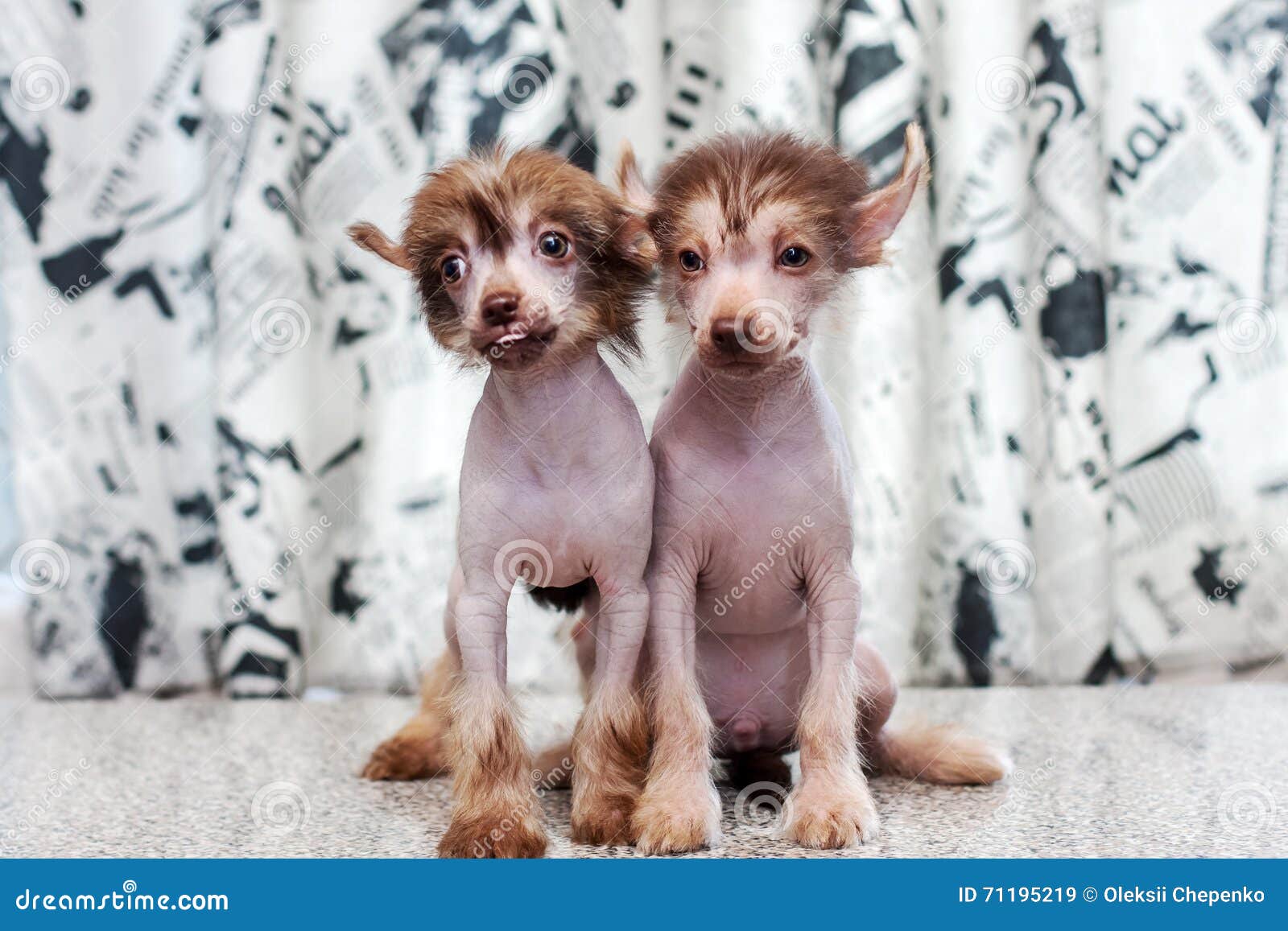 Chinese Crested pappy stock image. Image of outdoor, grooming - 71195219