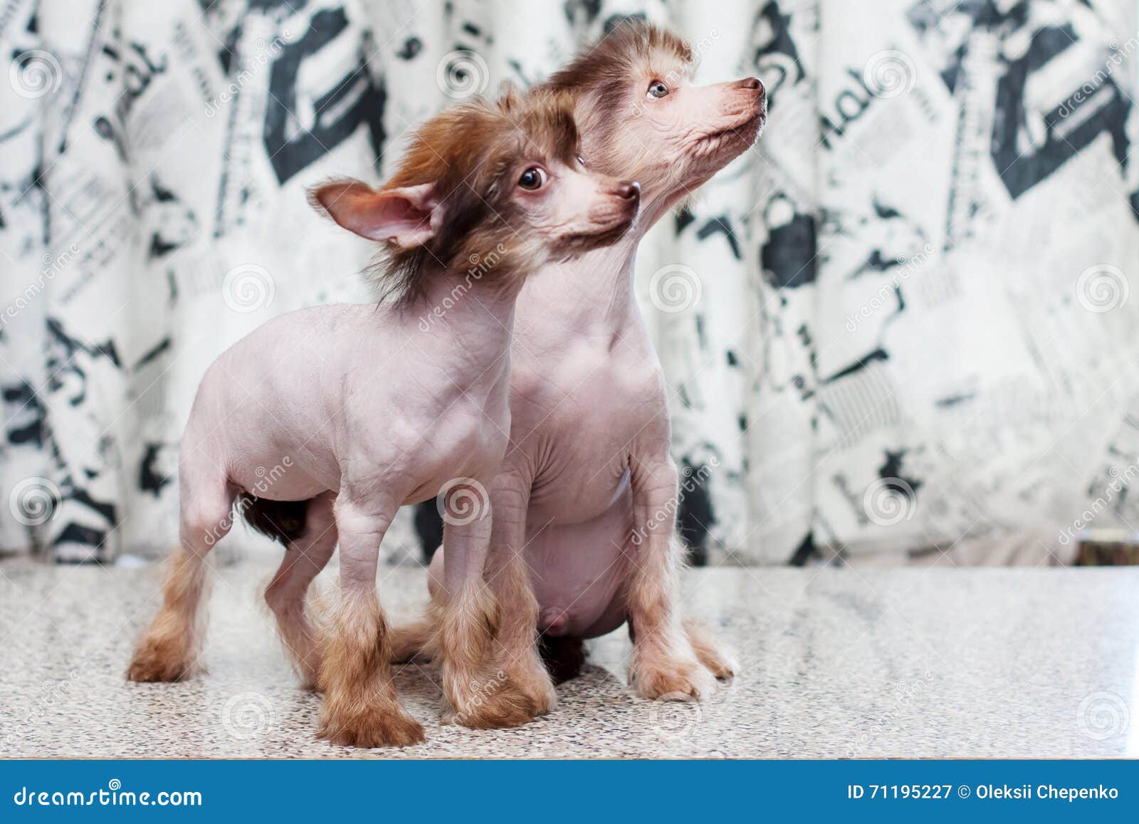 Chinese Crested pappy stock image. Image of breed, animal - 71195227