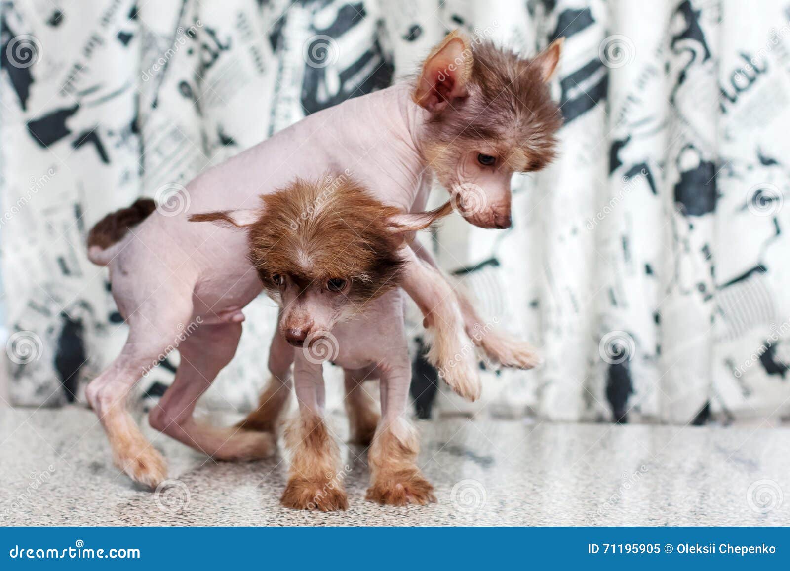 Chinese Crested pappy stock image. Image of background - 71195905