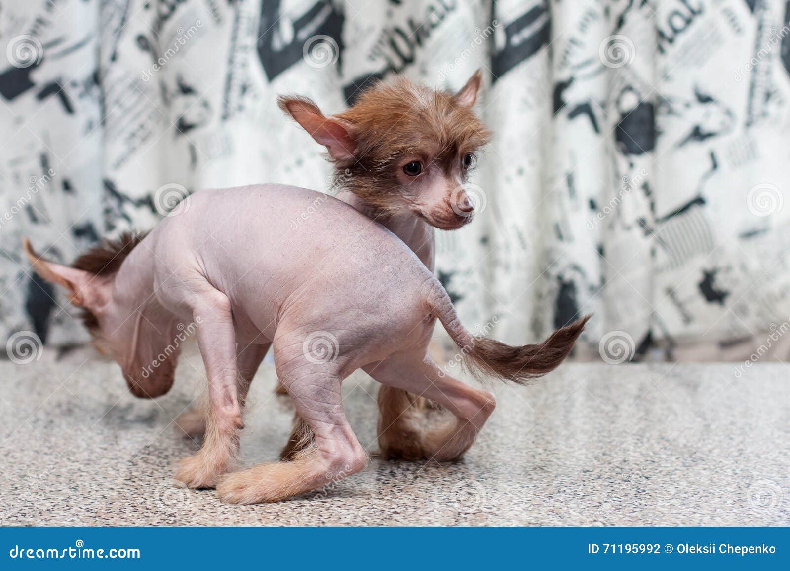 Chinese Crested pappy stock photo. Image of female, multiple - 71195992