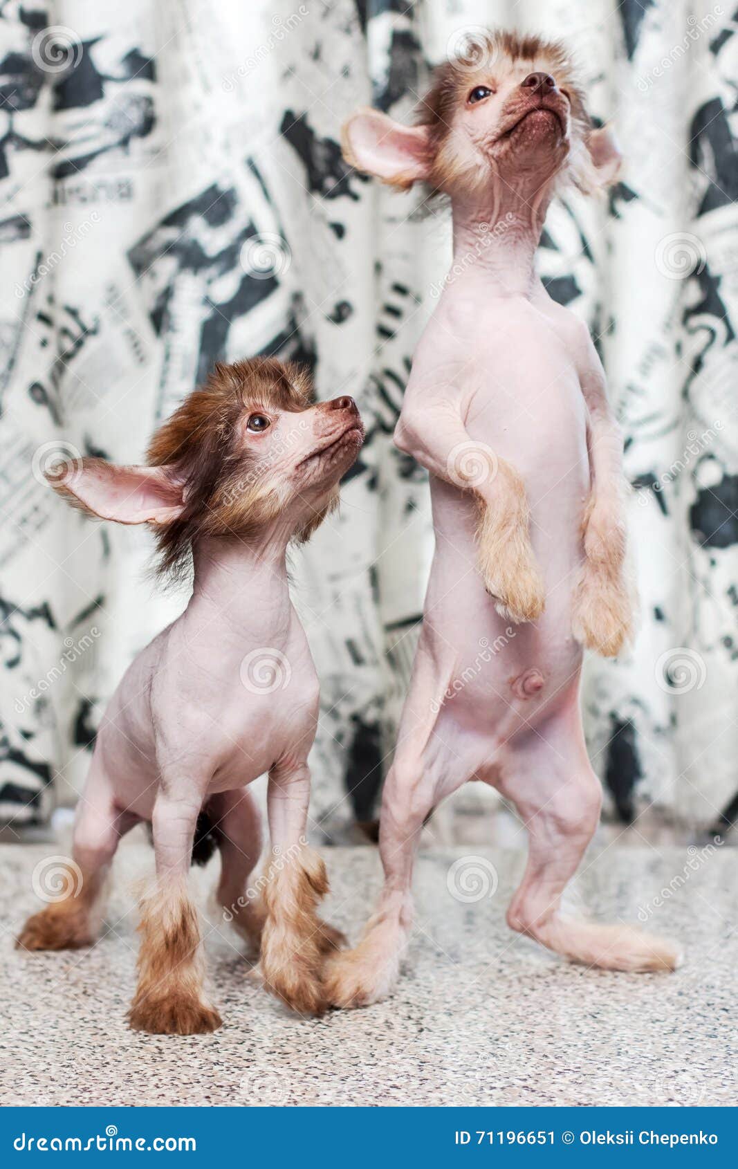 Chinese Crested pappy stock image. Image of powderpuff - 71196651