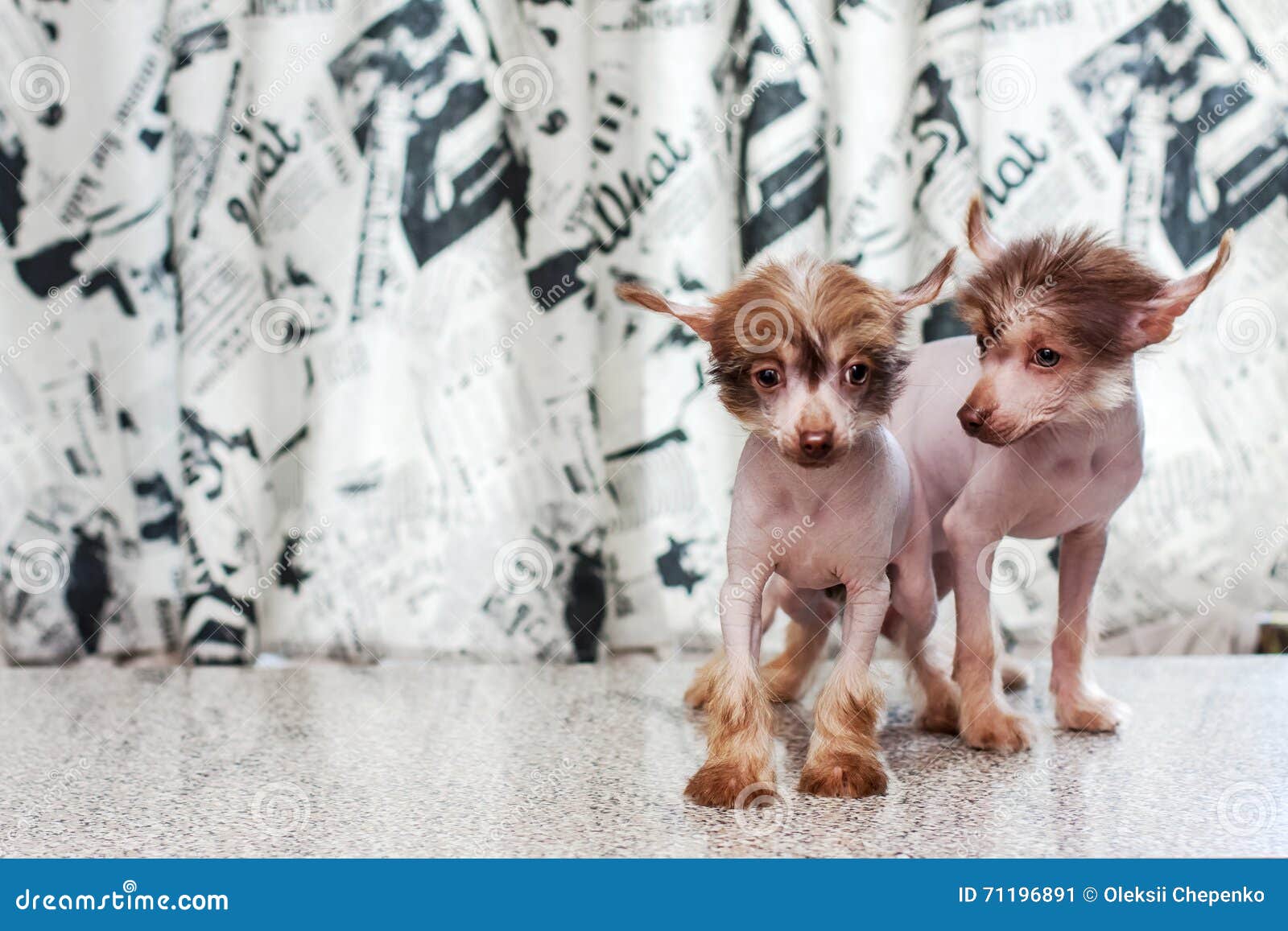 Chinese Crested pappy stock image. Image of mammal, pedigreed - 71196891