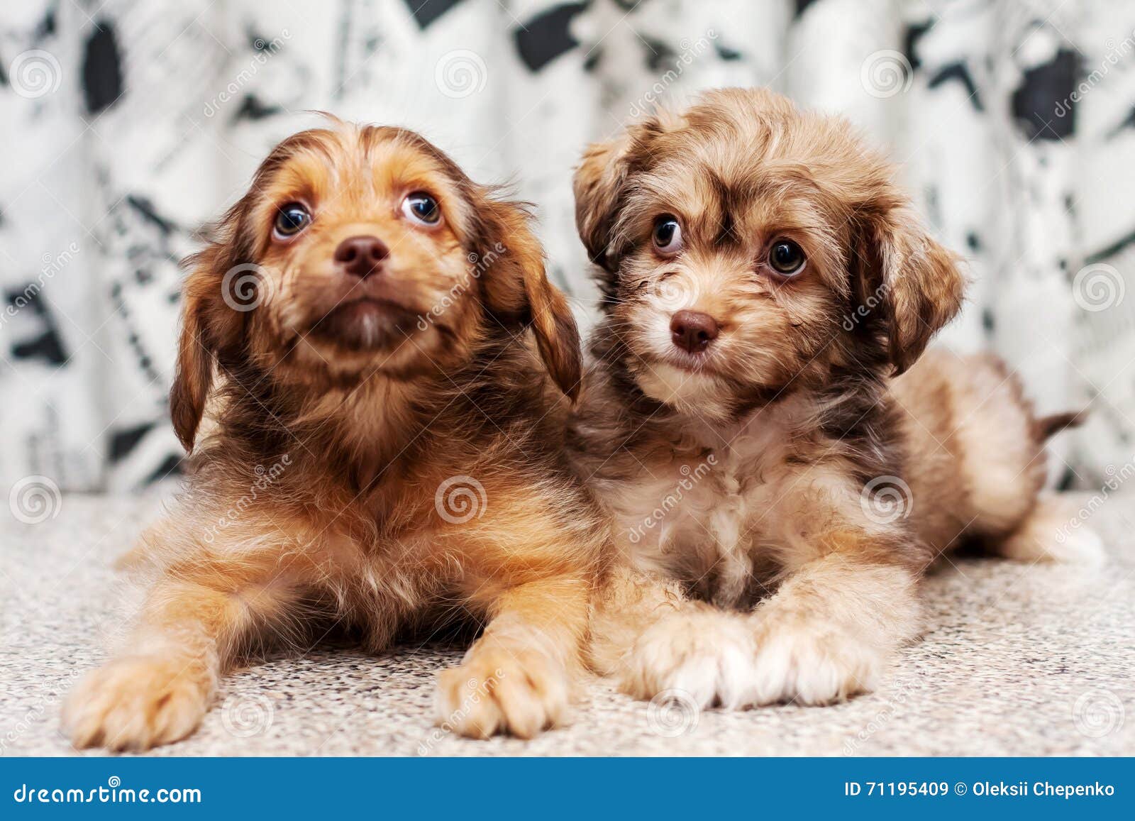 Chinese Crested pappy stock image. Image of playing, outdoor - 71195409