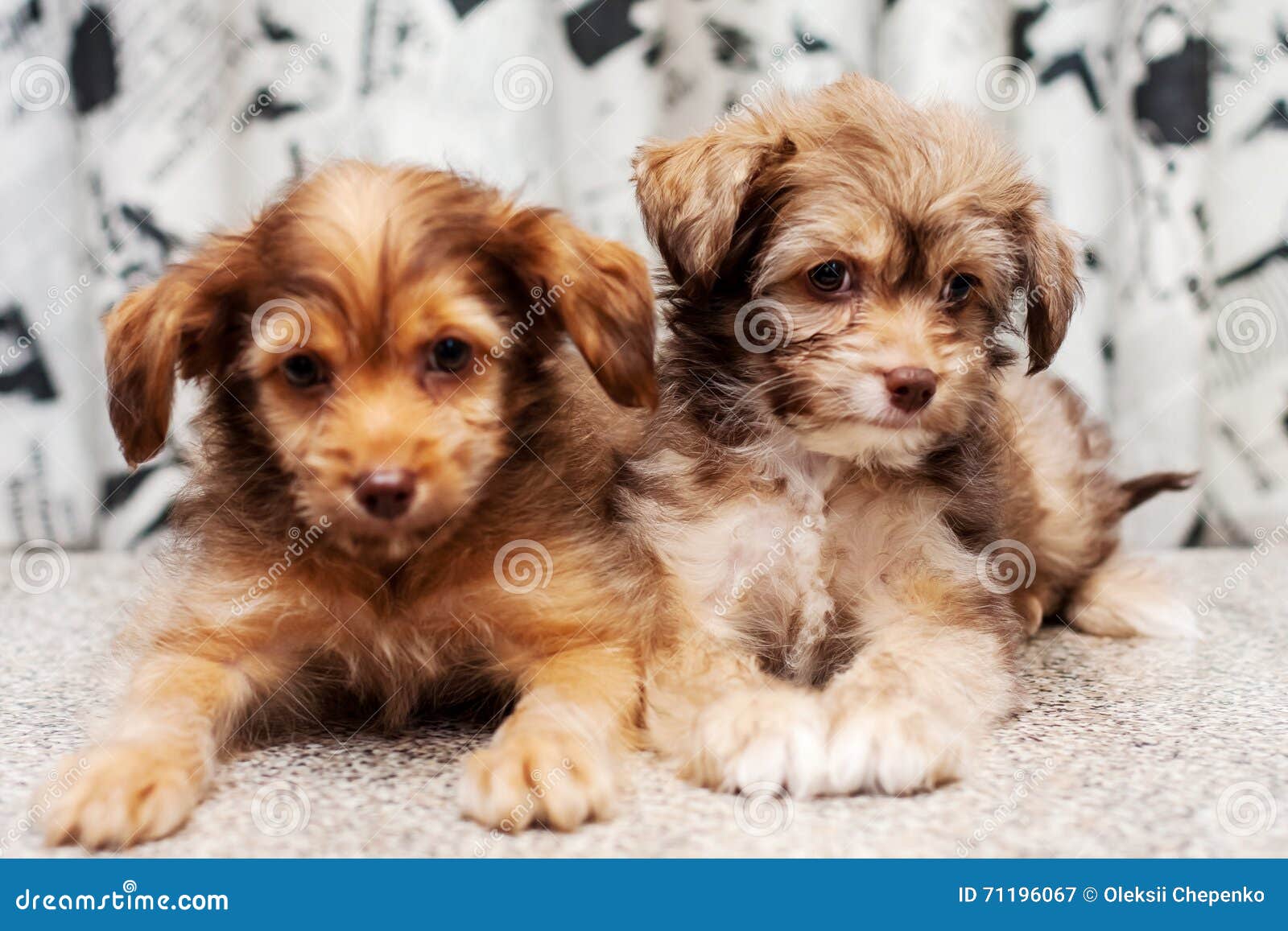 Chinese Crested pappy stock image. Image of grooming - 71196067