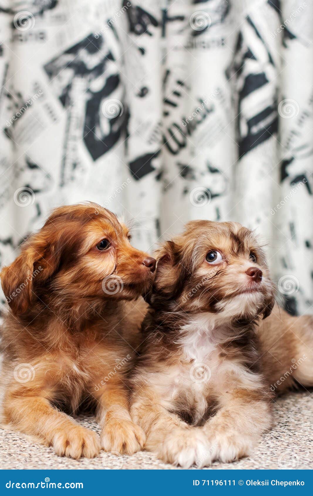 Chinese Crested pappy stock image. Image of domestic - 71196111