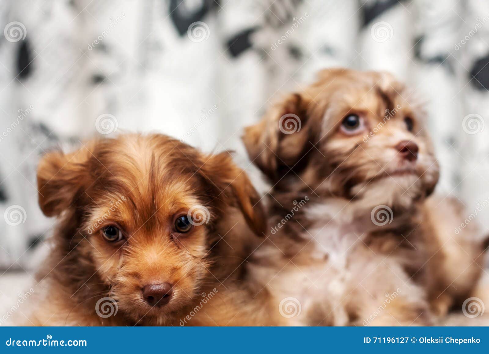 Chinese Crested pappy stock image. Image of adult, lapdog - 71196127