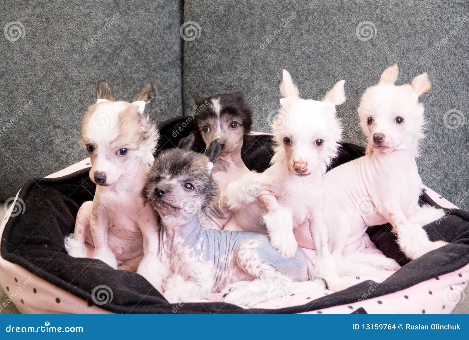 Chinese crested puppy dogs stock photo. Image of animal - 13159764