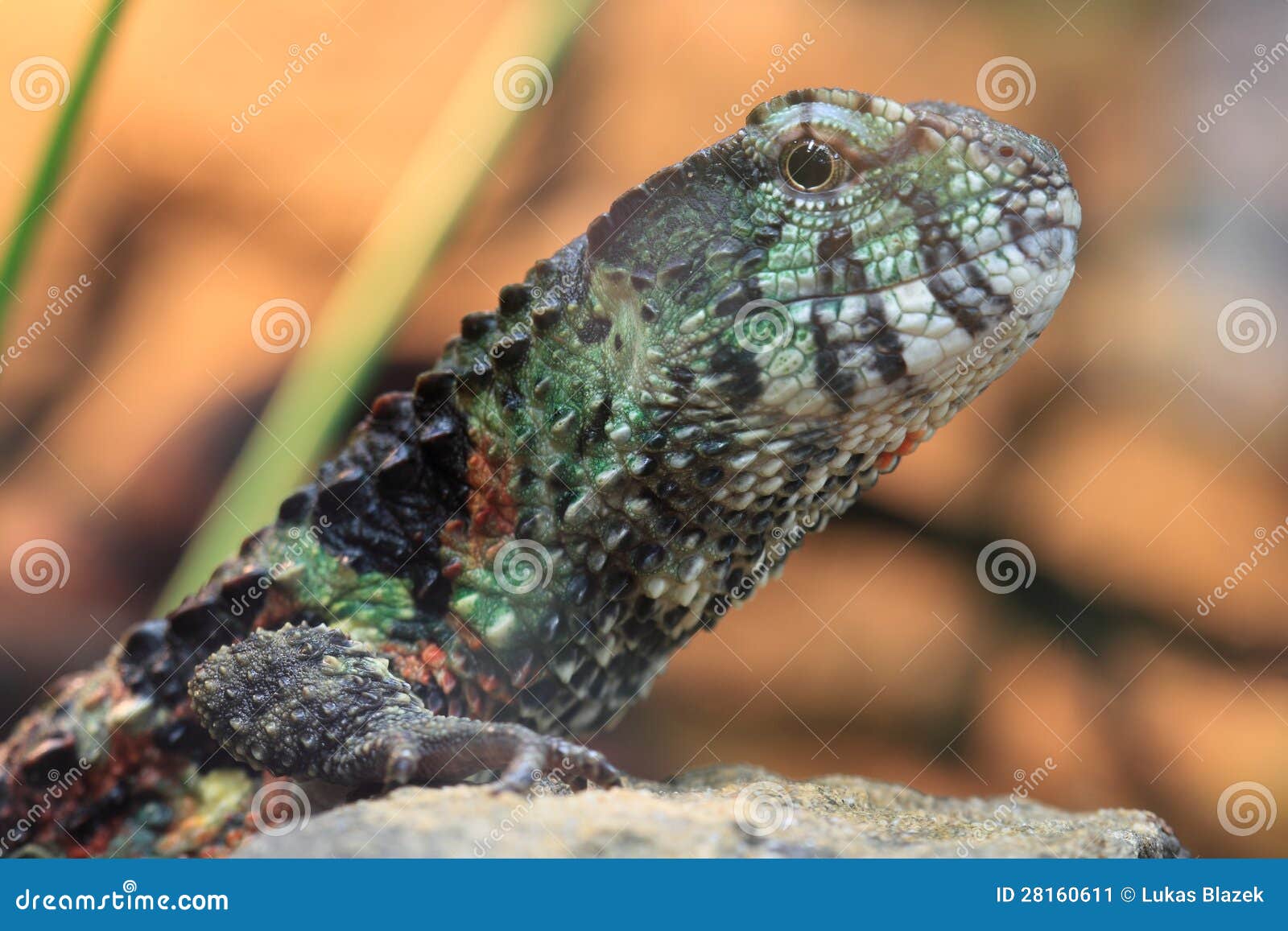 Chinese crocodile lizard stock image. Image of nature - 28160611