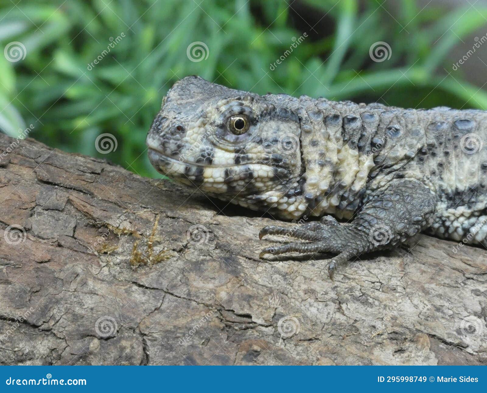A Chinese crocodile lizard stock image. Image of wildlife - 295998749