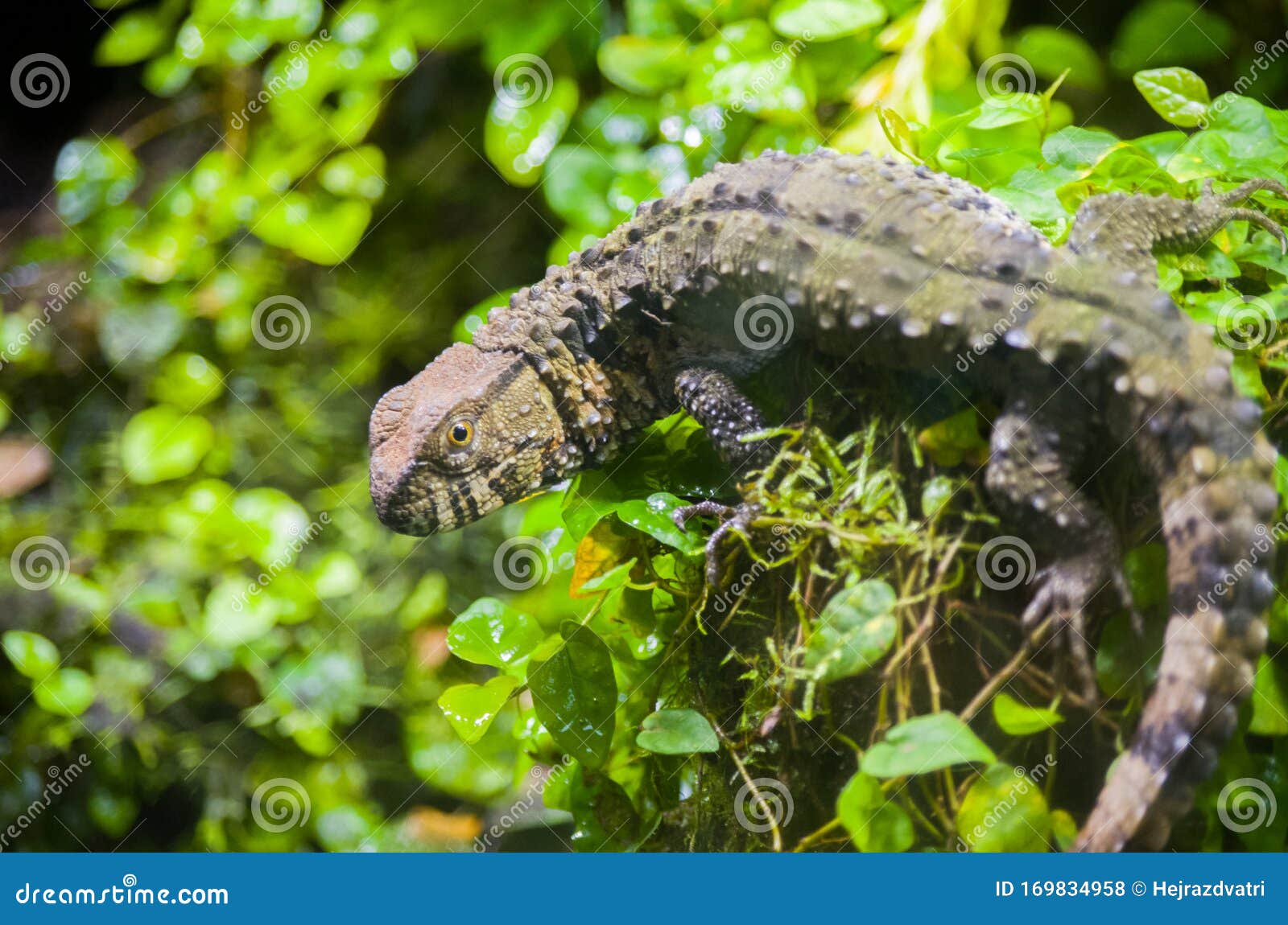 Chinese crocodile lizard stock photo. Image of color - 169834958