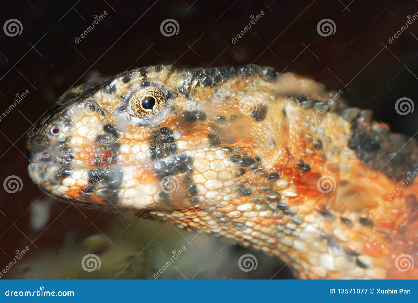 Chinese Crocodile Lizard Head Stock Image - Image of jesus, crest: 13571077