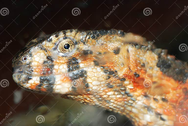 Chinese Crocodile Lizard Head Stock Image - Image of jesus, crest: 13571077
